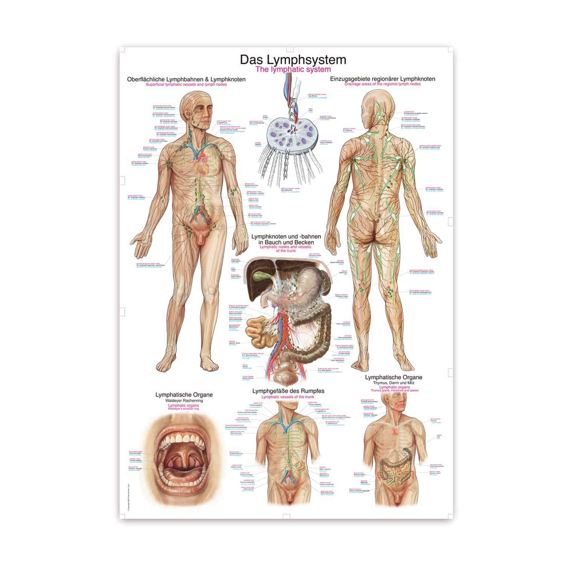 The Lymphatic System Wall Chart | Wall Charts – EconoMed